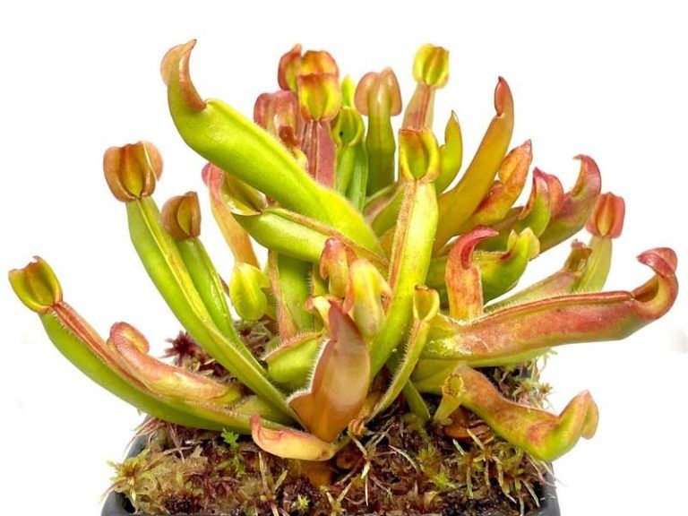 HELIAMPHORA ️ Cuidados, Tipos, y Características
