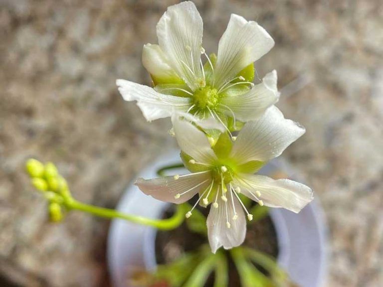 FLOR DE VENUS ATRAPAMOSCAS Y SU TALLO FLORAL 🌼