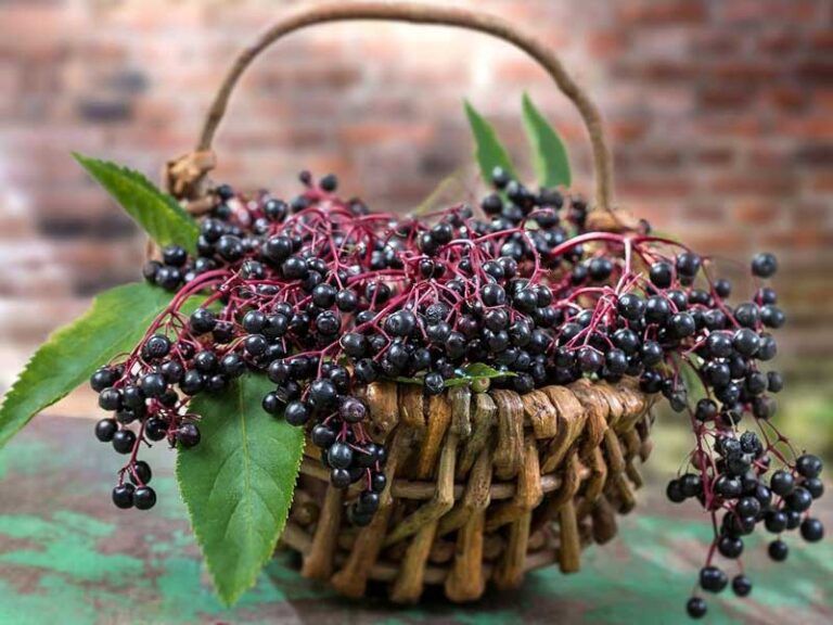 El SAÚCO o SAMBUCUS ️ y sus Propiedades Medicinales